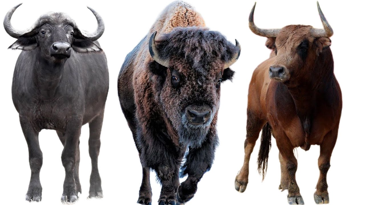 ANIMAL SOUNDS: Cow, Bison, Buffalo - YouTube