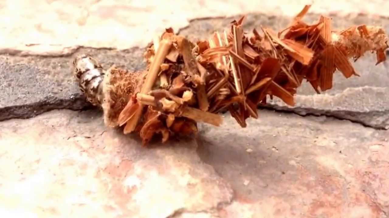 Transformacion de un Bicho Canasto / Transformation of a basket bug ...