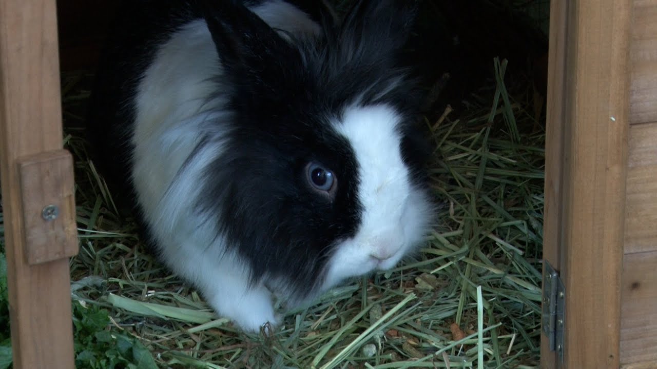 Easter Bunny Blues: The reality of rabbit returns and responsible ...