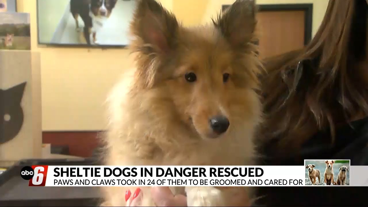 Sheltie dogs in danger rescued by Paws and Claws - YouTube