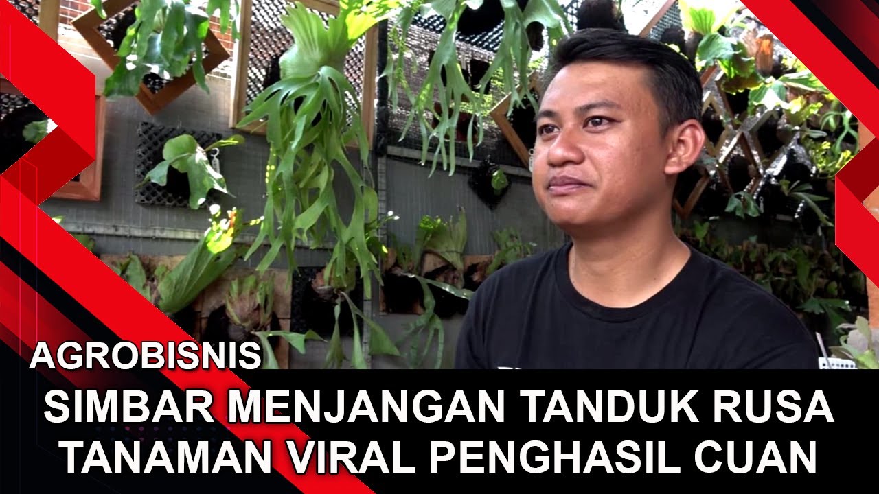 SIMBAR MENJANGAN TANDUK RUSA - TANAMAN VIRAL PENGHASIL CUAN ...