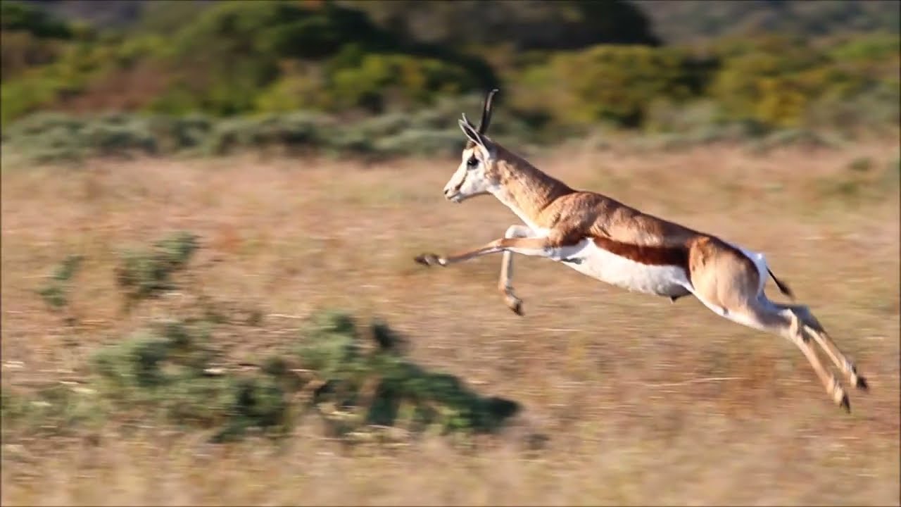 Springbok Jump