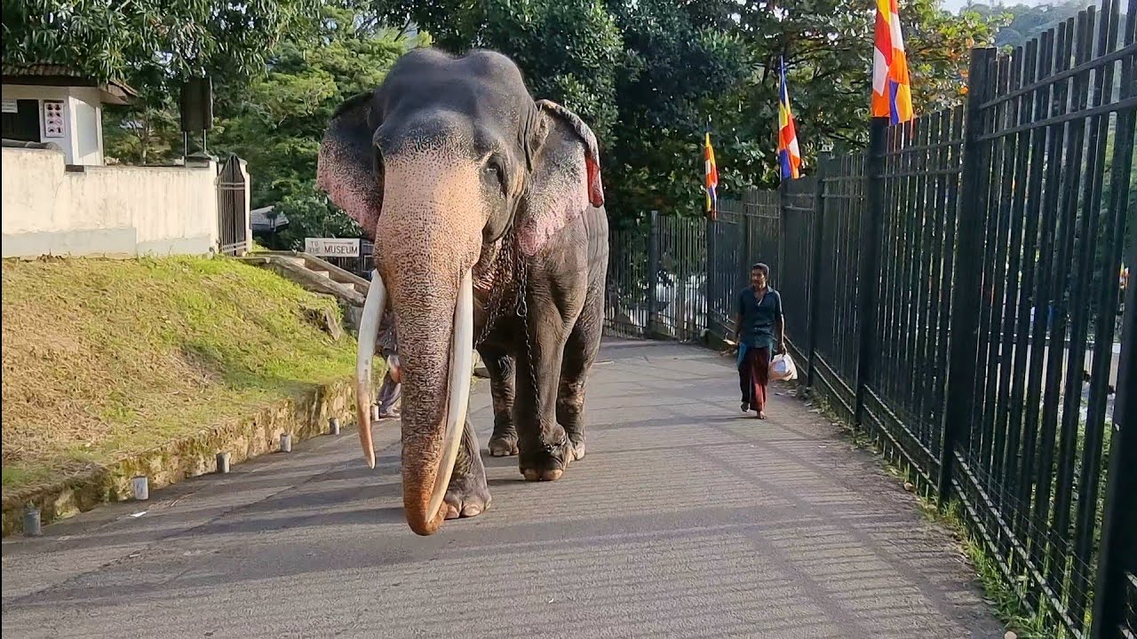 දළදා මාලිගාවේ සිංහයා🐘⚜️අපේ යුවරජ |Sinha raja tusker #sinharaja #sinha ...