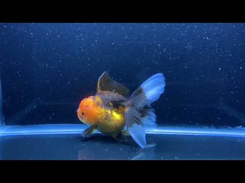 Apache Oranda - YouTube