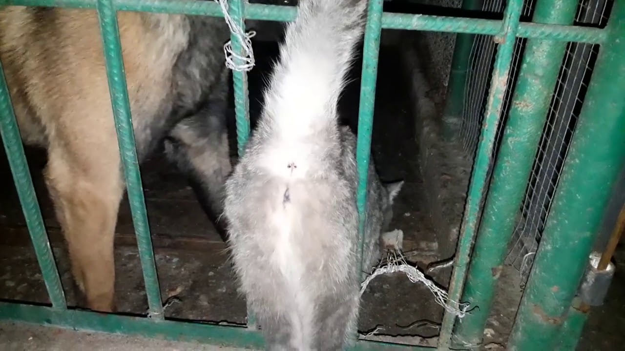 Reks & Roni belgian malinois & Cat - YouTube