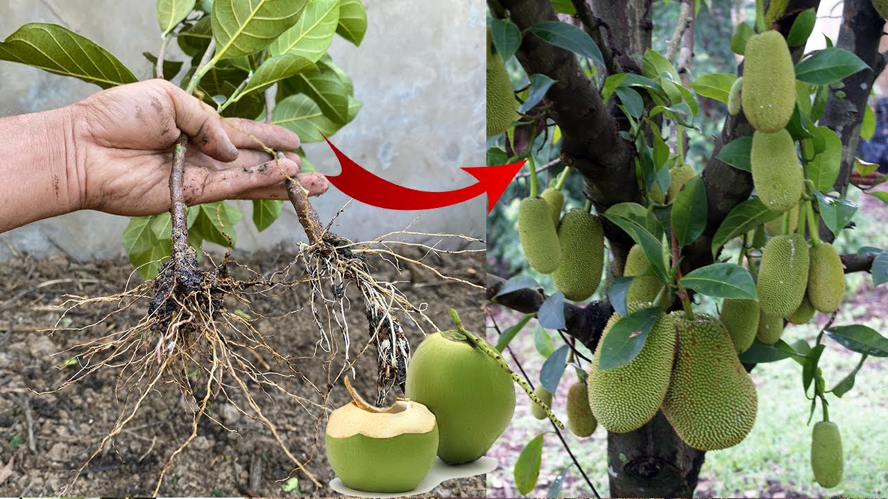 Best Technique Grafting Jackfruit Tree Growing Quickly jackfruit fruit ...