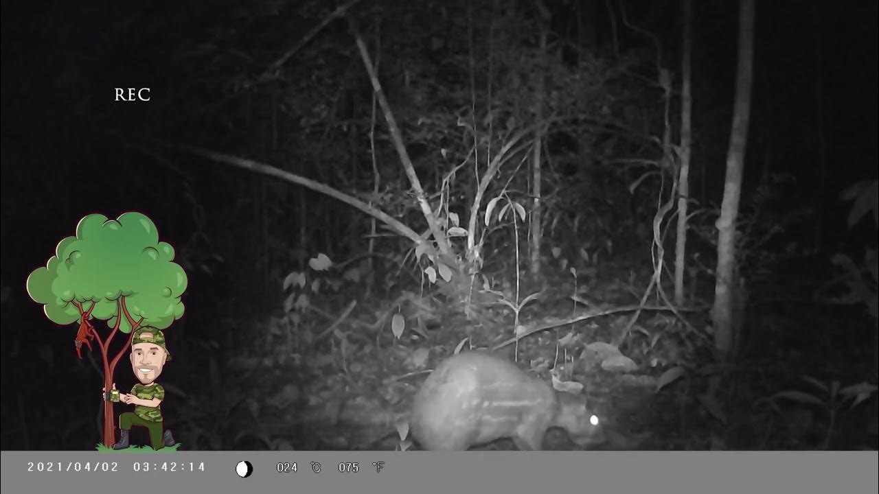 Friends of Rio - Amazon Rainforest Camera Traps - Lowland Paca / Paca ...