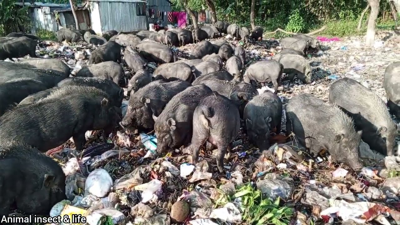 animals.amazing moment of wild animal pig.the tending swine video.pig ...