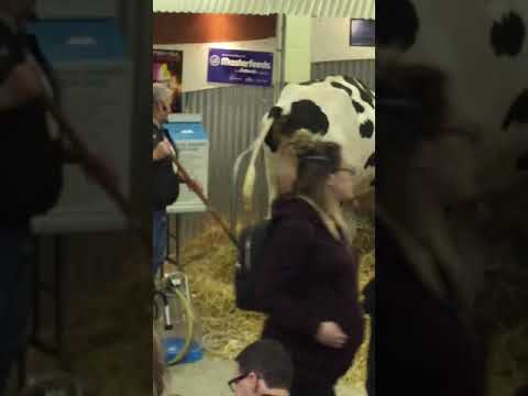 Cow pooping went every where