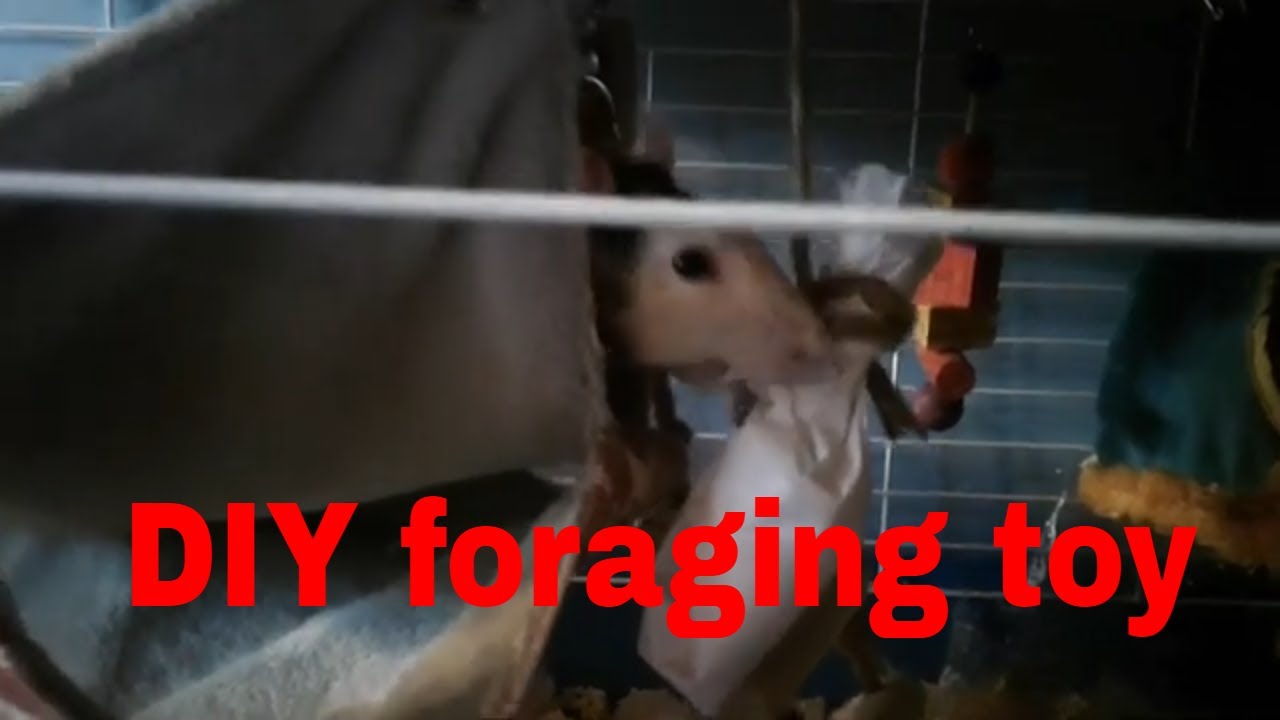 DIY Rat foraging toy [ cage decorating ] - YouTube