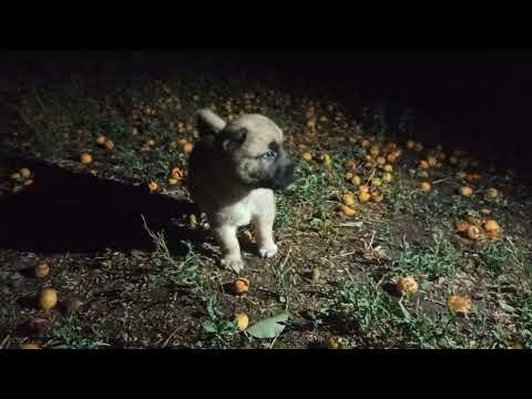 DÖŞ YAVRUSUNUN ÖZELLİĞİ NEDİR? OLAN ÜSTÜ YETENEĞİ VAR ÖZEL BİLGİLER SONUNA KADAR İZLE