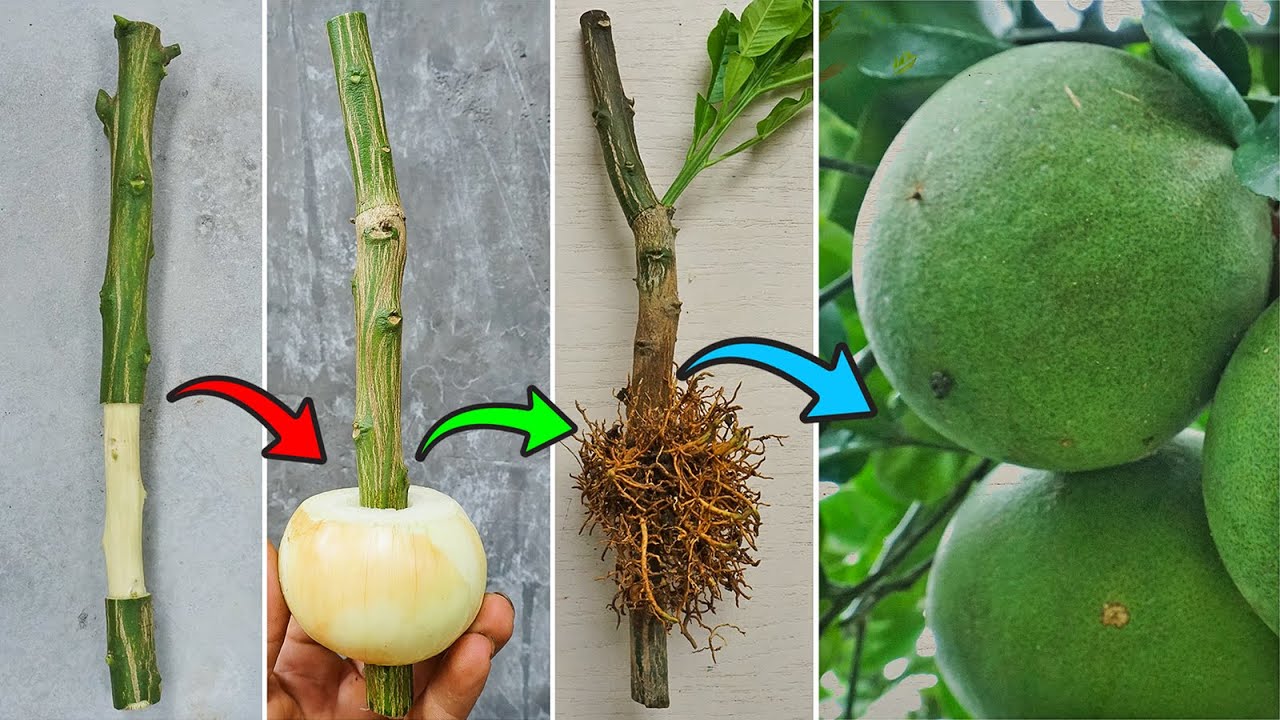 Unique Skill Propagation Pomelo Tree Growing Fast With Onion - YouTube