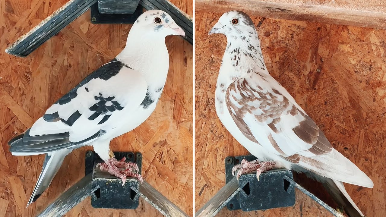 My Best Colored Racing Pigeons - New Couple for Breeding in 2024 - YouTube