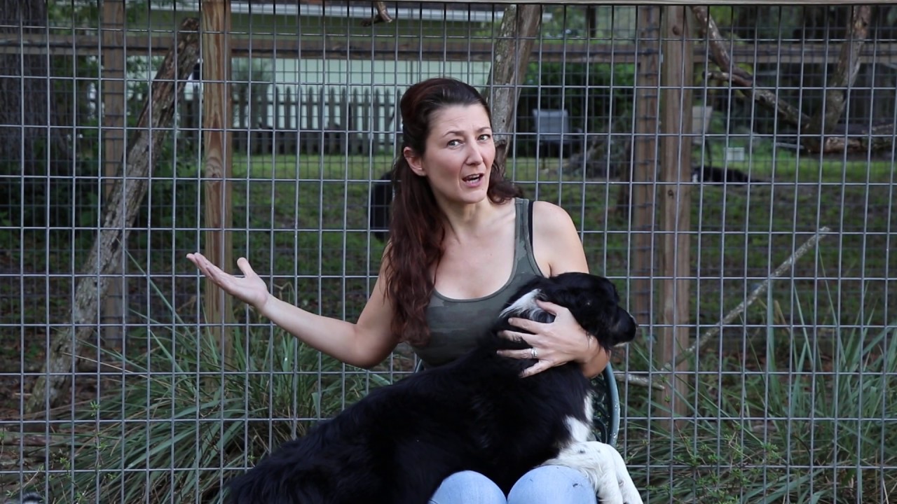 Wildlife family's exotic animal sanctuary & rescue! - YouTube