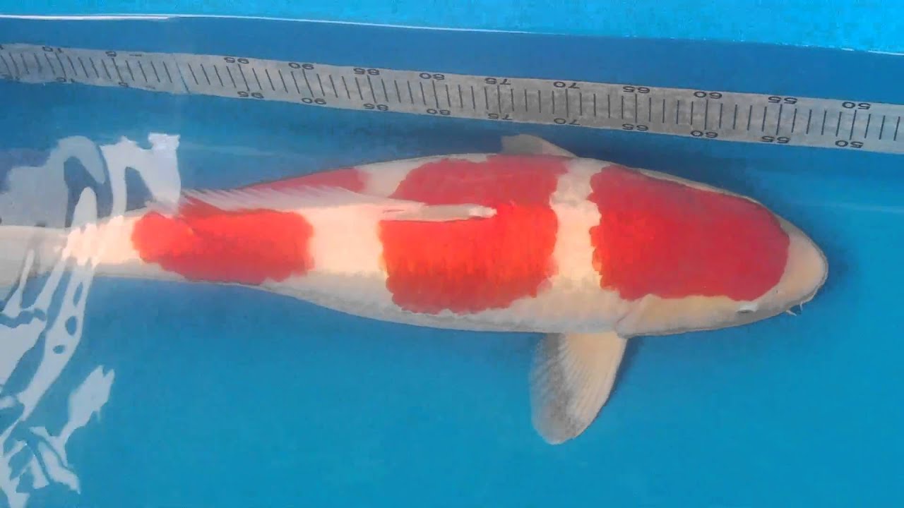 Sakai 3 step Kohaku - YouTube