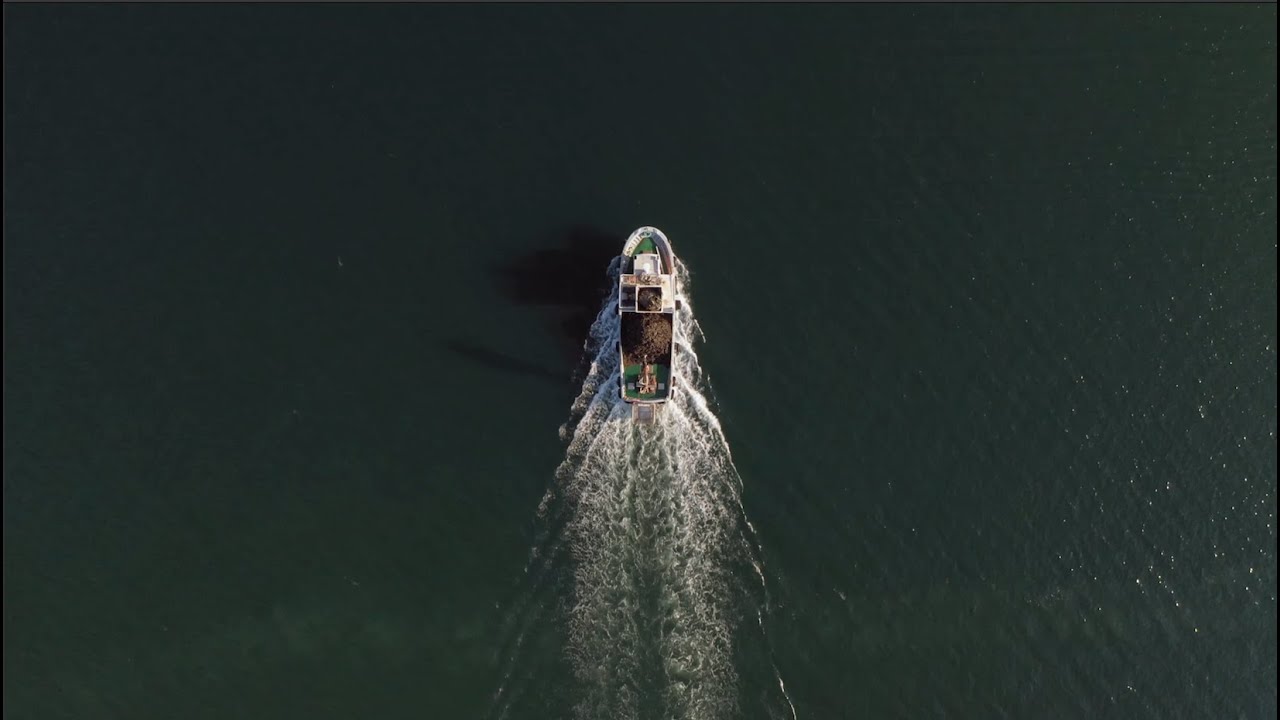 Big Win for Menhaden Is Big Win for Whales, More | Pew - YouTube