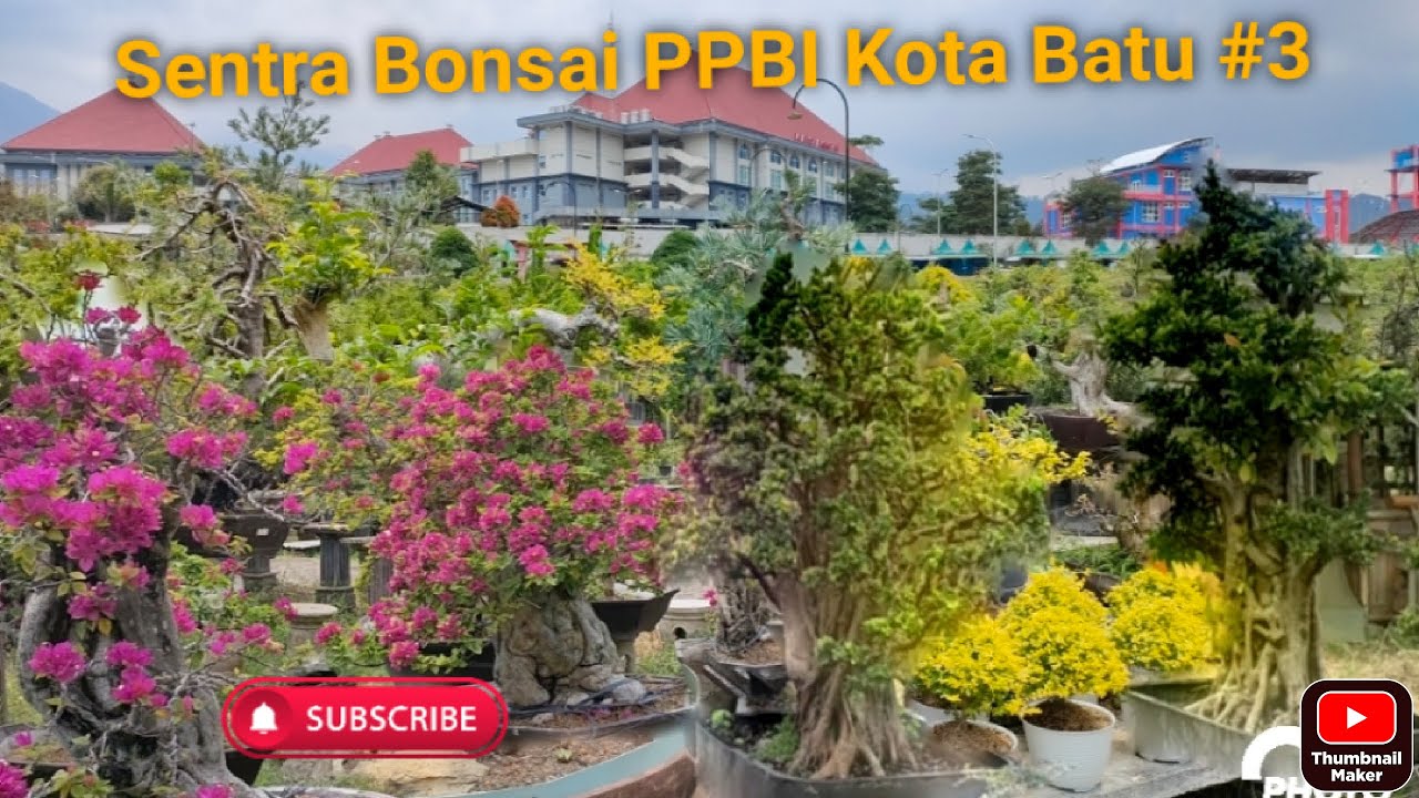 BONSAI PANORAMA BATU #3 - YouTube