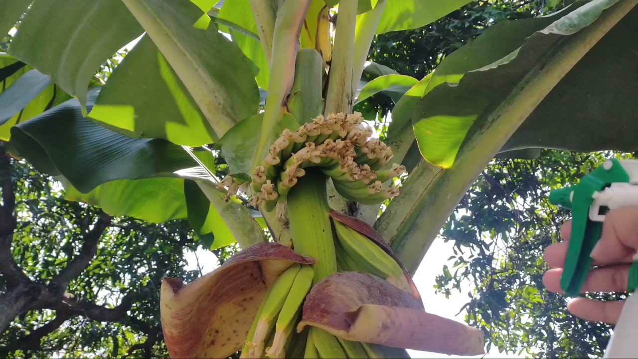 perawatan buah pisang ambon - YouTube