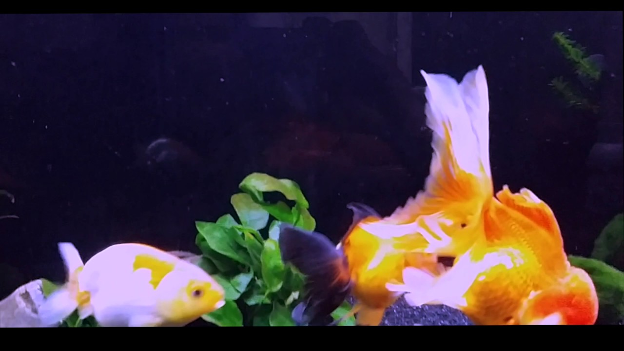Fancy Goldfish Aquarium - YouTube