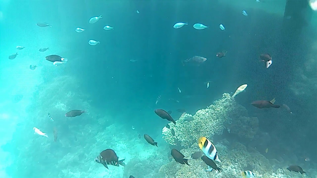 Polynésie - Bora-Bora - Poissons au pied d'un bungalow - YouTube