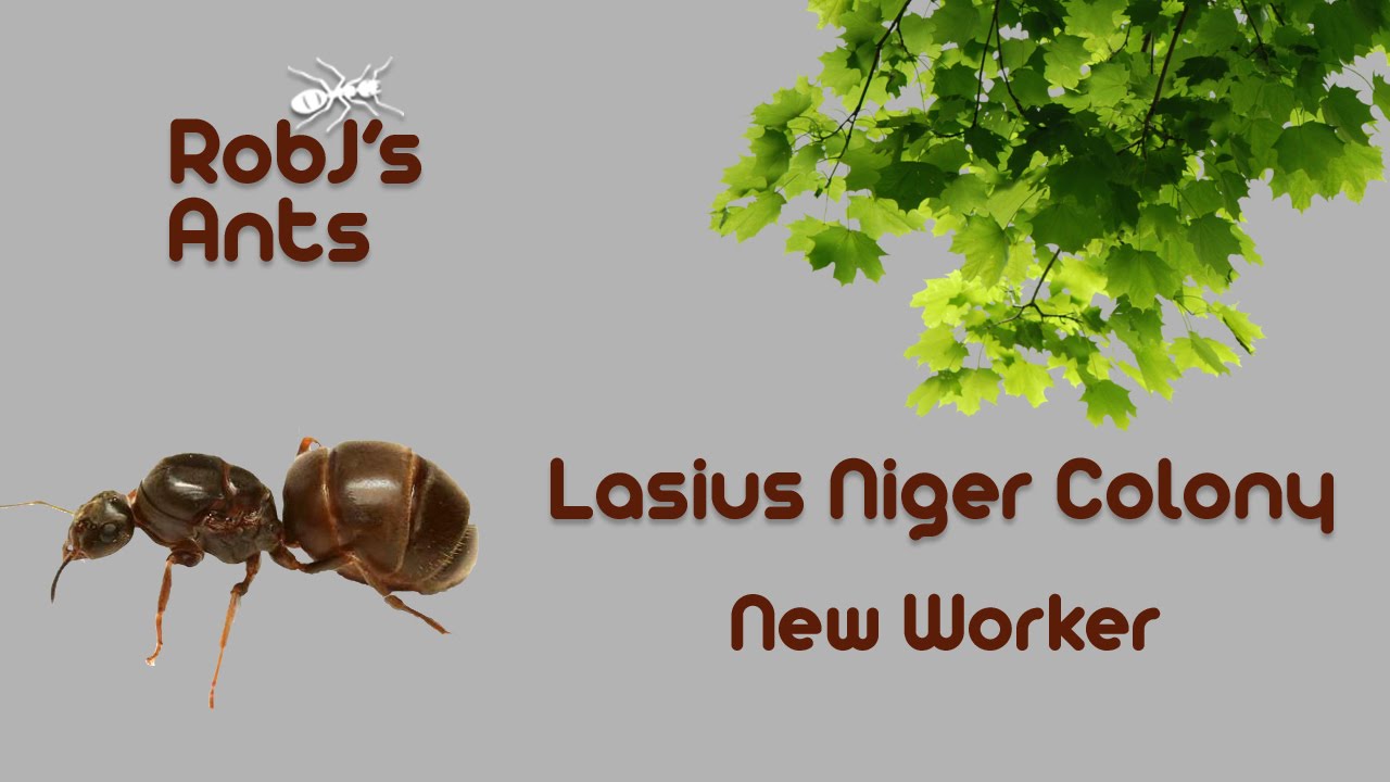 New Worker For My Lasius Niger Colony - YouTube