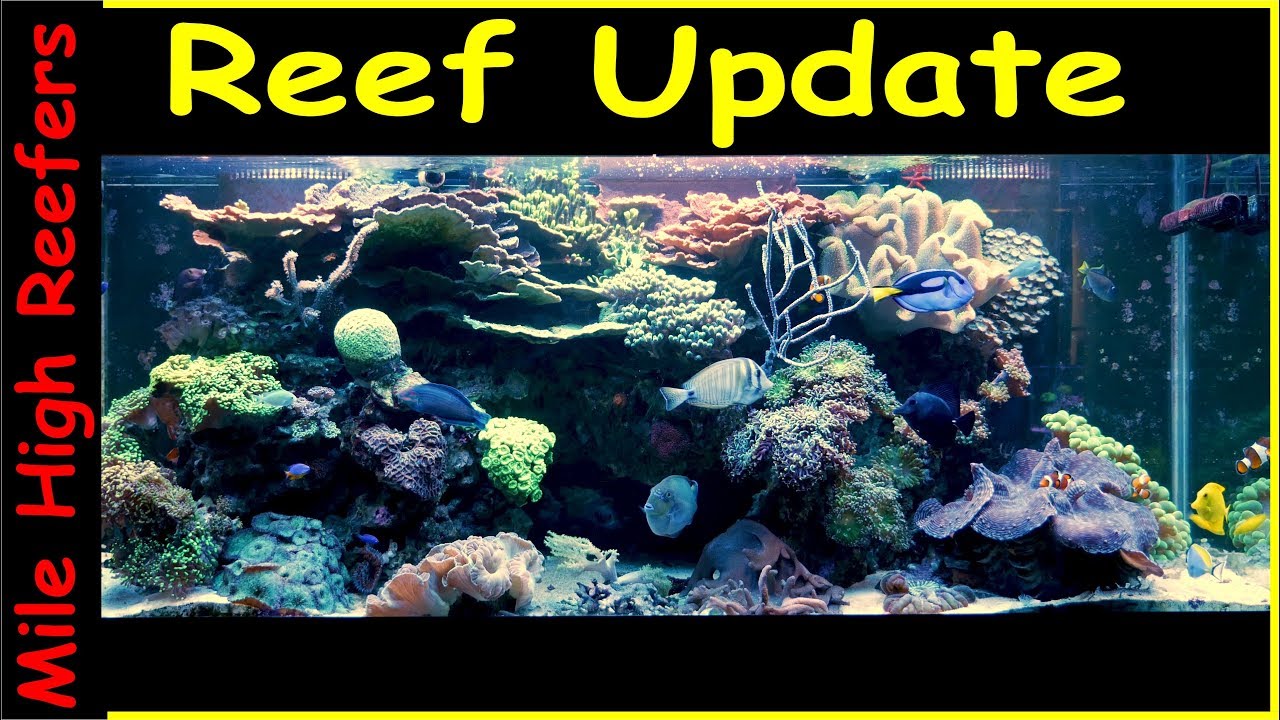 Reef Updated 11-12-18 - YouTube