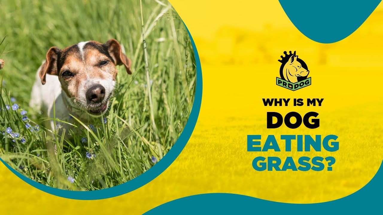 What Is My Dog Eating In The Yard Updated August 2022 Wikidoggia what-is-my-dog-eating-in-the-yard-updated-august-2022-wikidoggia