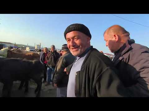 ÇORUM SUNGURLU HAYVAN PAZARI BÜYÜKBAŞ 16 NİSAN ÇEKİMİ 2.BÖLÜM             18 NİSAN 2026