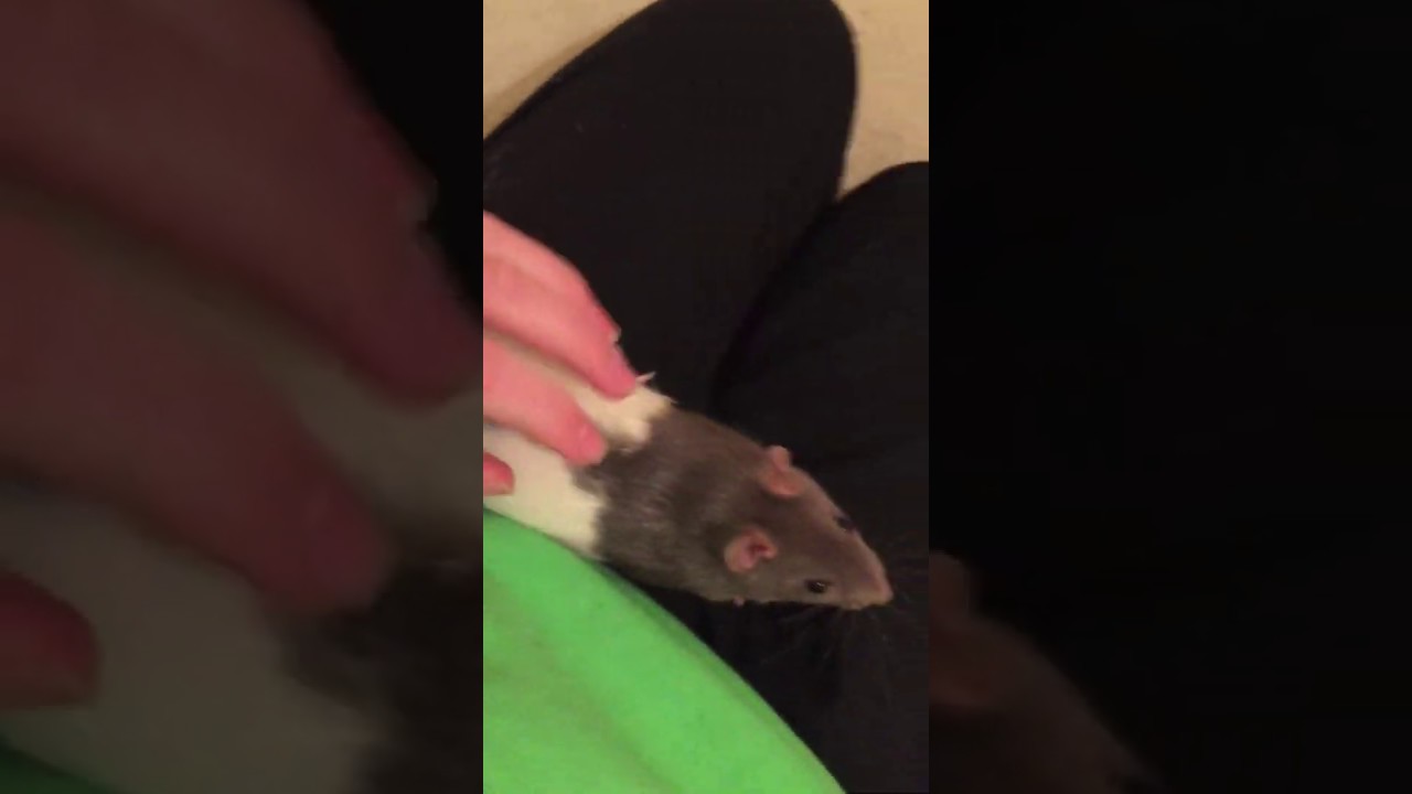 Funny rat Popcorning in heat - YouTube