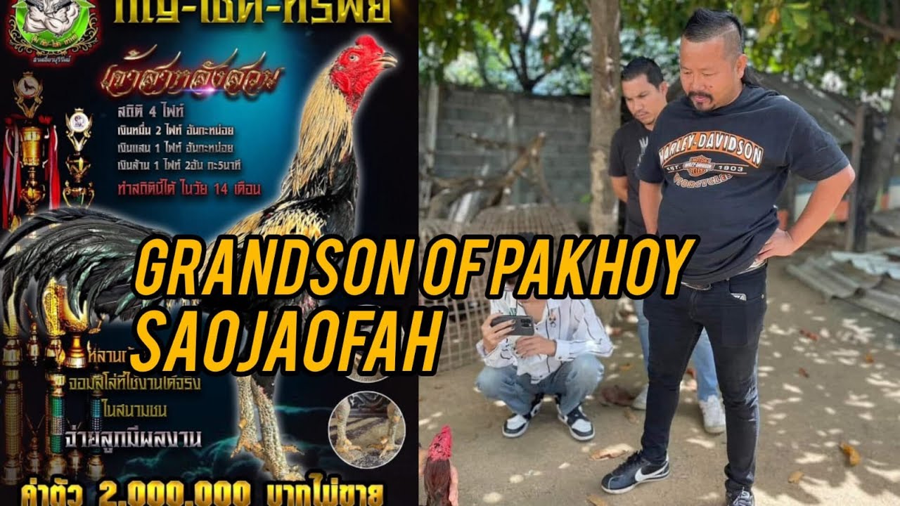 CEK ANAKAN PAKHOY LINE SAOJAOFAH X LINE WHITE KING - YouTube