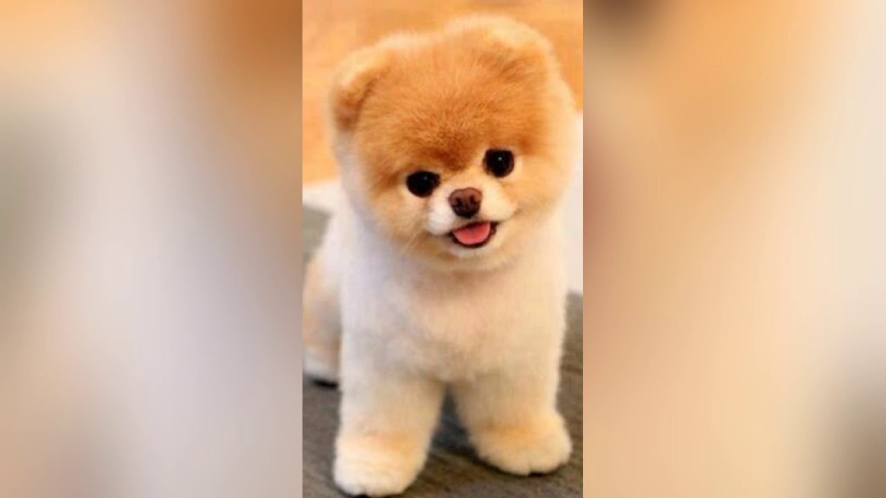 Perros muy lindos - YouTube