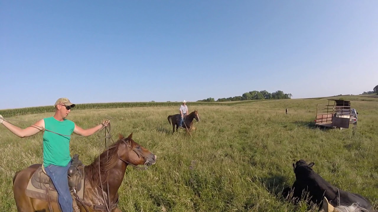 Roping a Bull in Eastern NE - YouTube