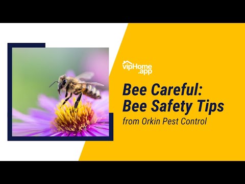 What Do Honey Bees Eat Bee Pollen Orkinorkin