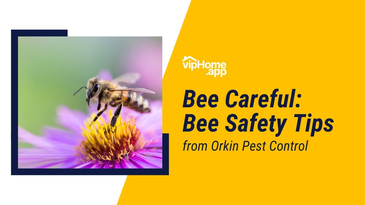 Bee Careful: Bee Safety Tips from Orkin - YouTube