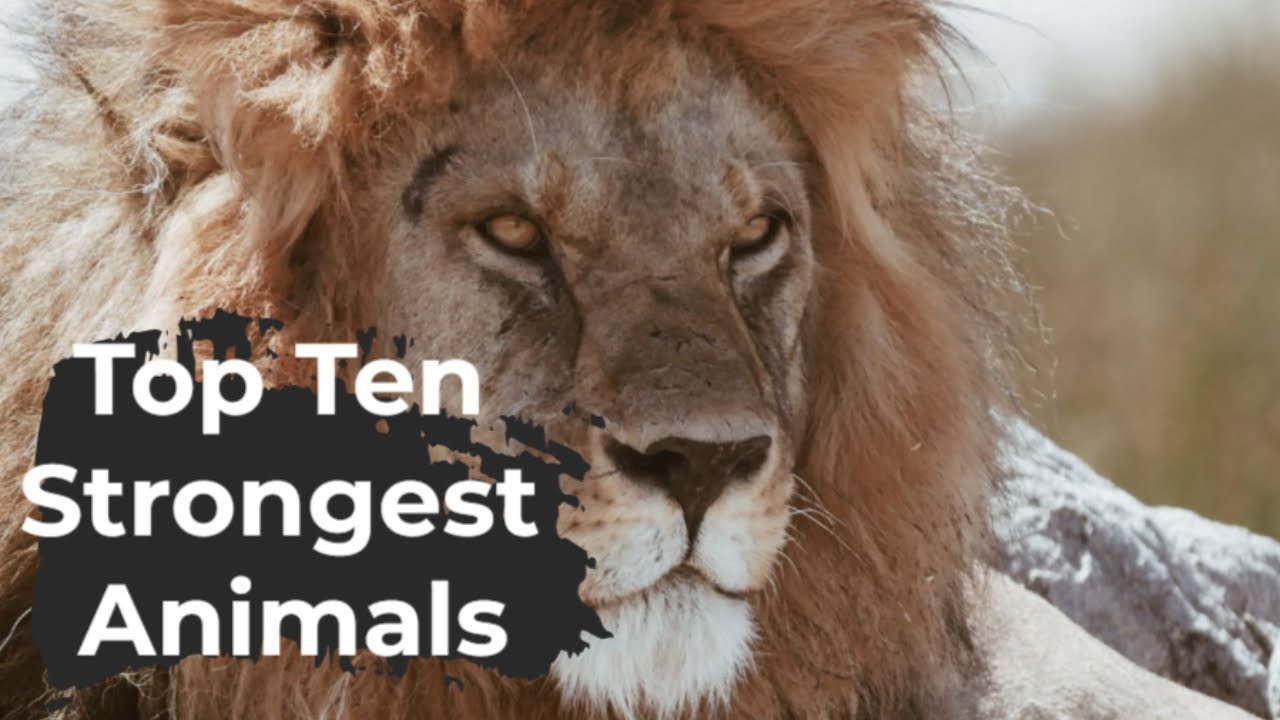 Top Ten Strongest Animals! - YouTube