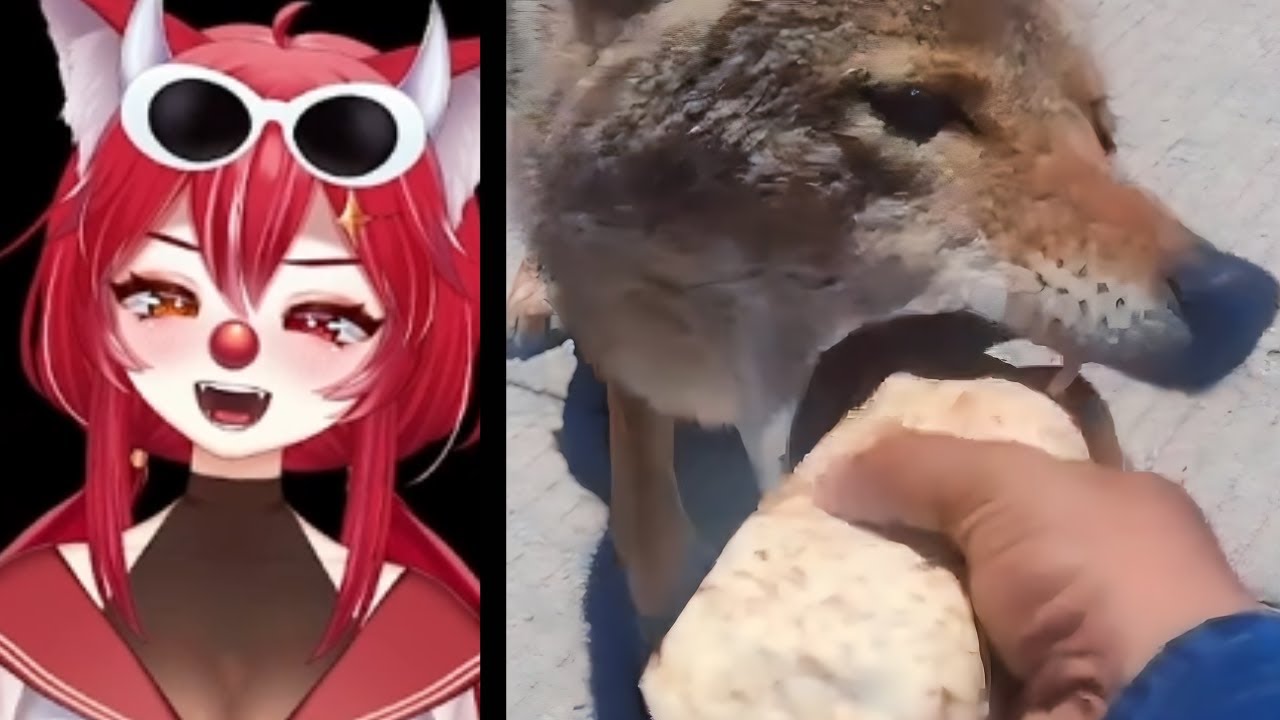 chiimuu REACCIONA a UNUSUAL MEMES COMPILATION V275 - YouTube