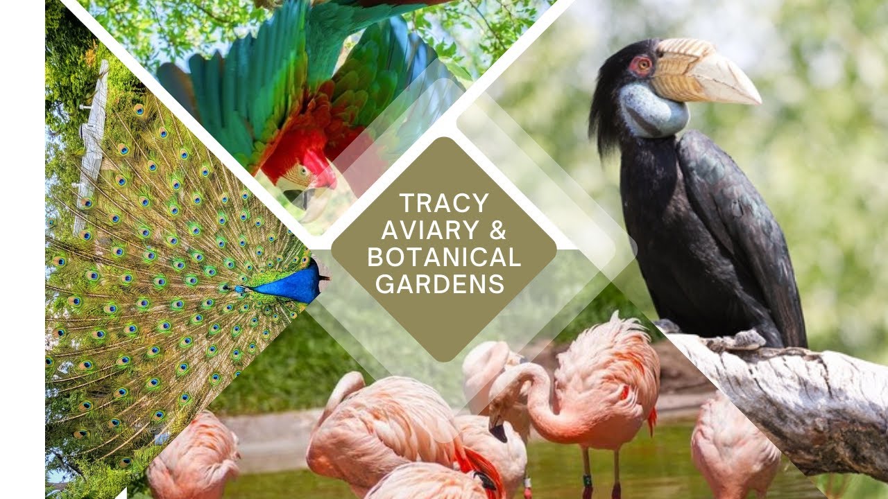 Tracy Aviary and Botanical Gardens, Utah, USA - YouTube
