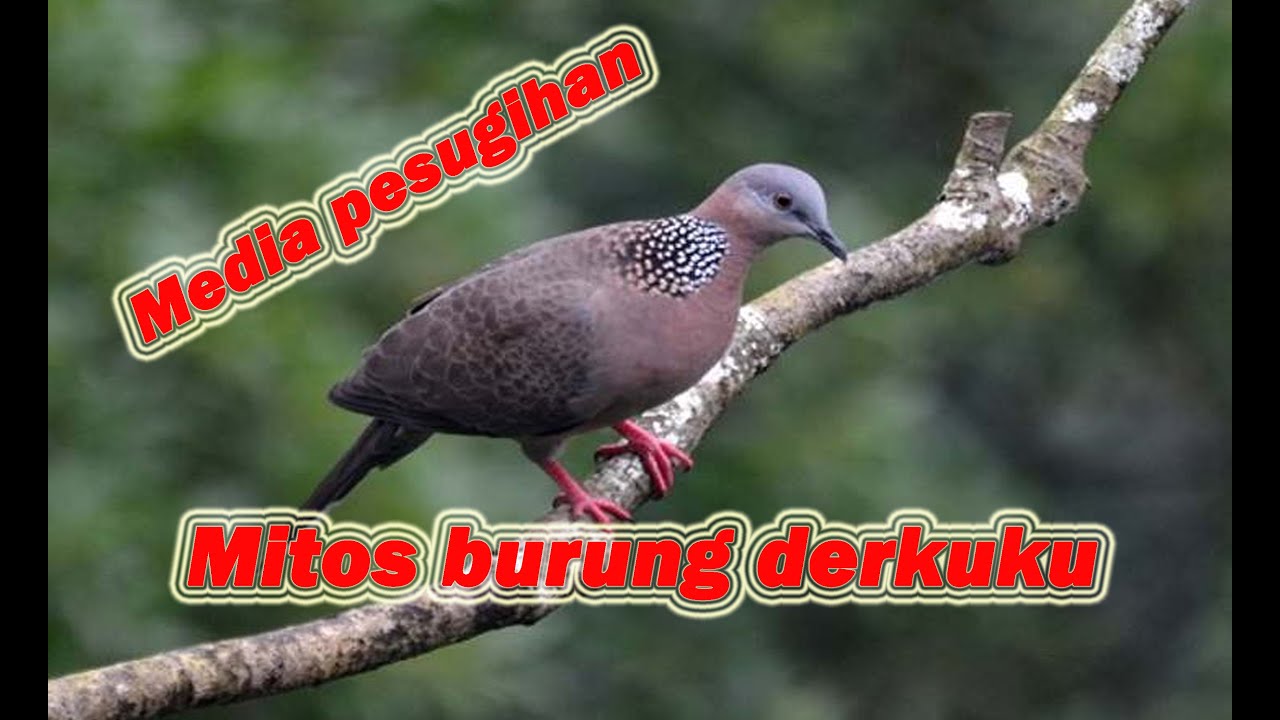 5 MITOS BURUNG DERKUKU atau TEKUKUR MENURUT PRIMBON - YouTube