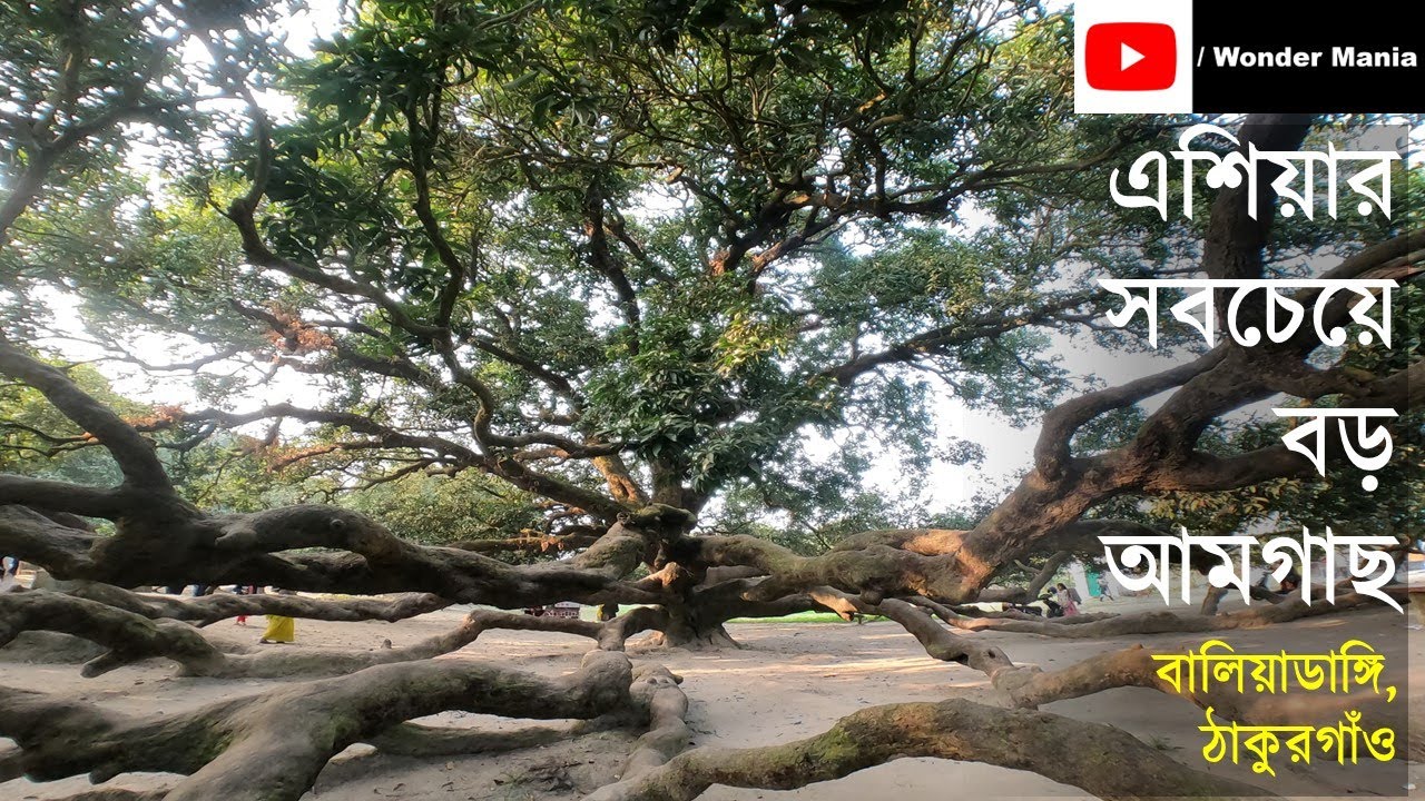 Day Tour Suryapuri Mango Tree Baliadangi Thakurgaon - YouTube