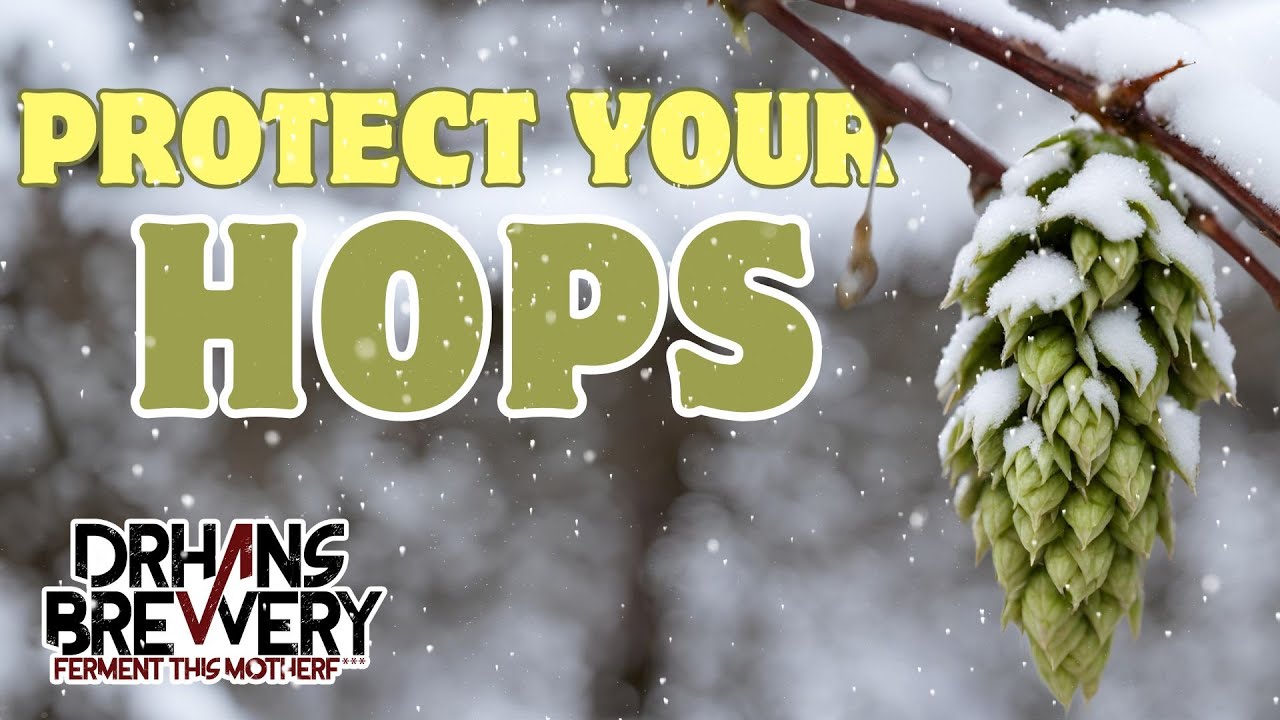 How to Prepare Hops for Winter - Ask the Doctor about Beer ...