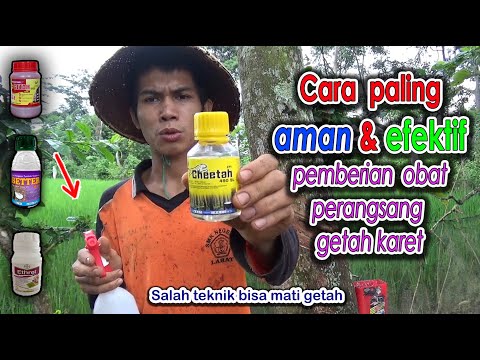 Obat karet biar getah banyak - Cara biar getah karet deras - Cara pohon karet banyak getahnya