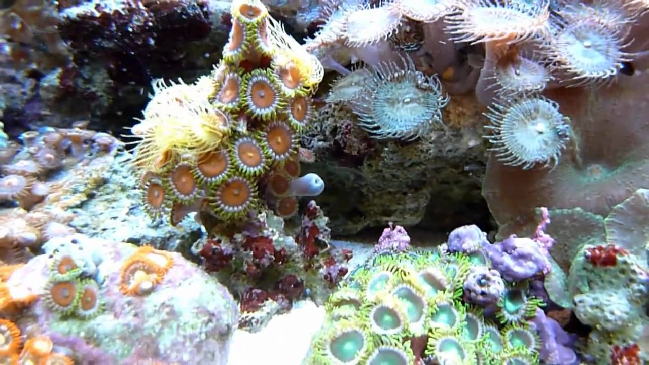 JBJ 12 Nano Cube DX 09/26/10 Nano Reef - YouTube