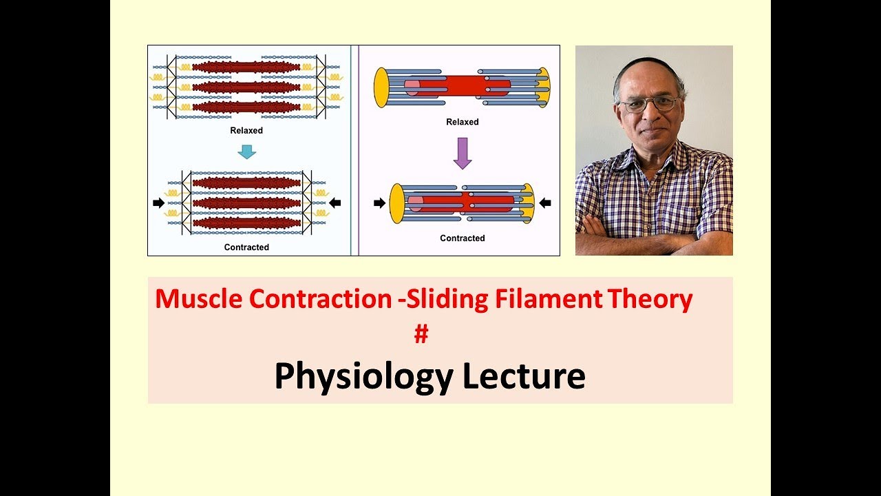 Physiologyl Molecular Basis of Muscular Contraction l Muscle ...