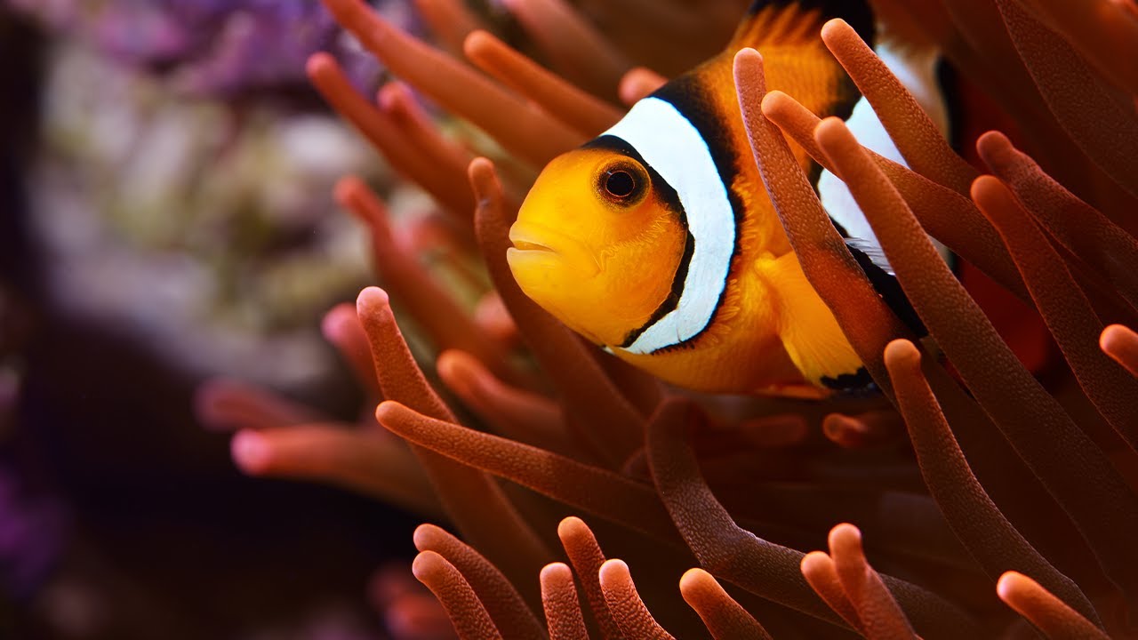 DEEP OCEAN WAVE NATURE SOUNDS, SOFT RAIN, RELAXING TROPICAL FISH ...