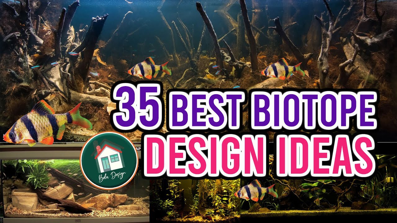 35 Biotope Aquarium Design Ideas - YouTube
