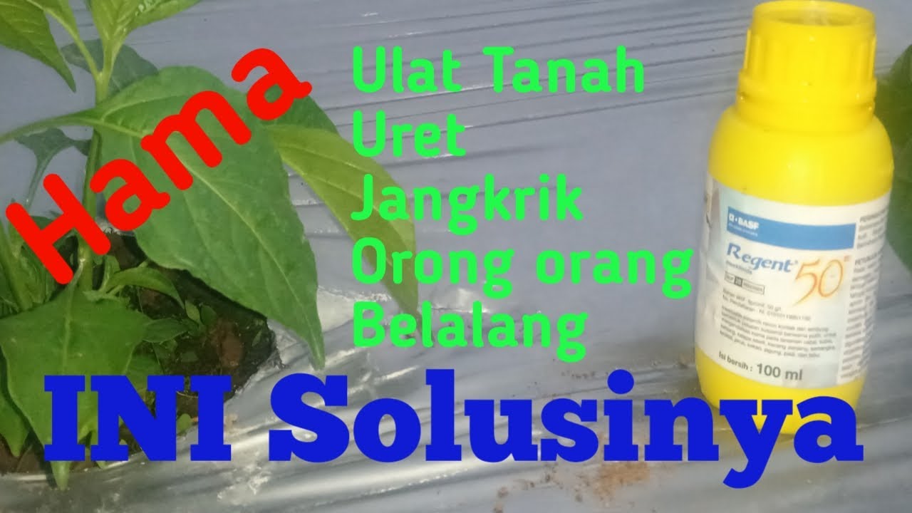 Cara mengatasi hama tanaman cabai, Ulat tanah, Uret, Jangkrik, belalang ...