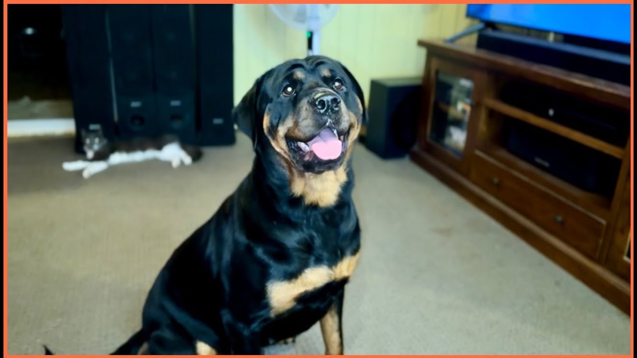 HELLO HELLO ️🐕‍🦺 #rottweiler #rotties #dog #doglover #pets #petlover # ...