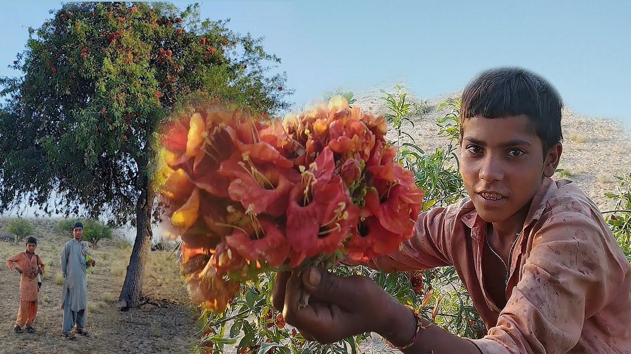 Collecting Flowers of Roheda Tree for Domestic animals | Thar Desert ...