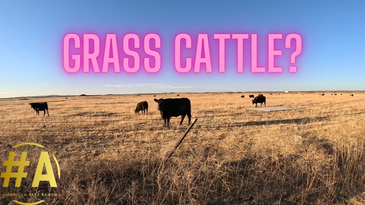 What are Grass Cattle? - YouTube