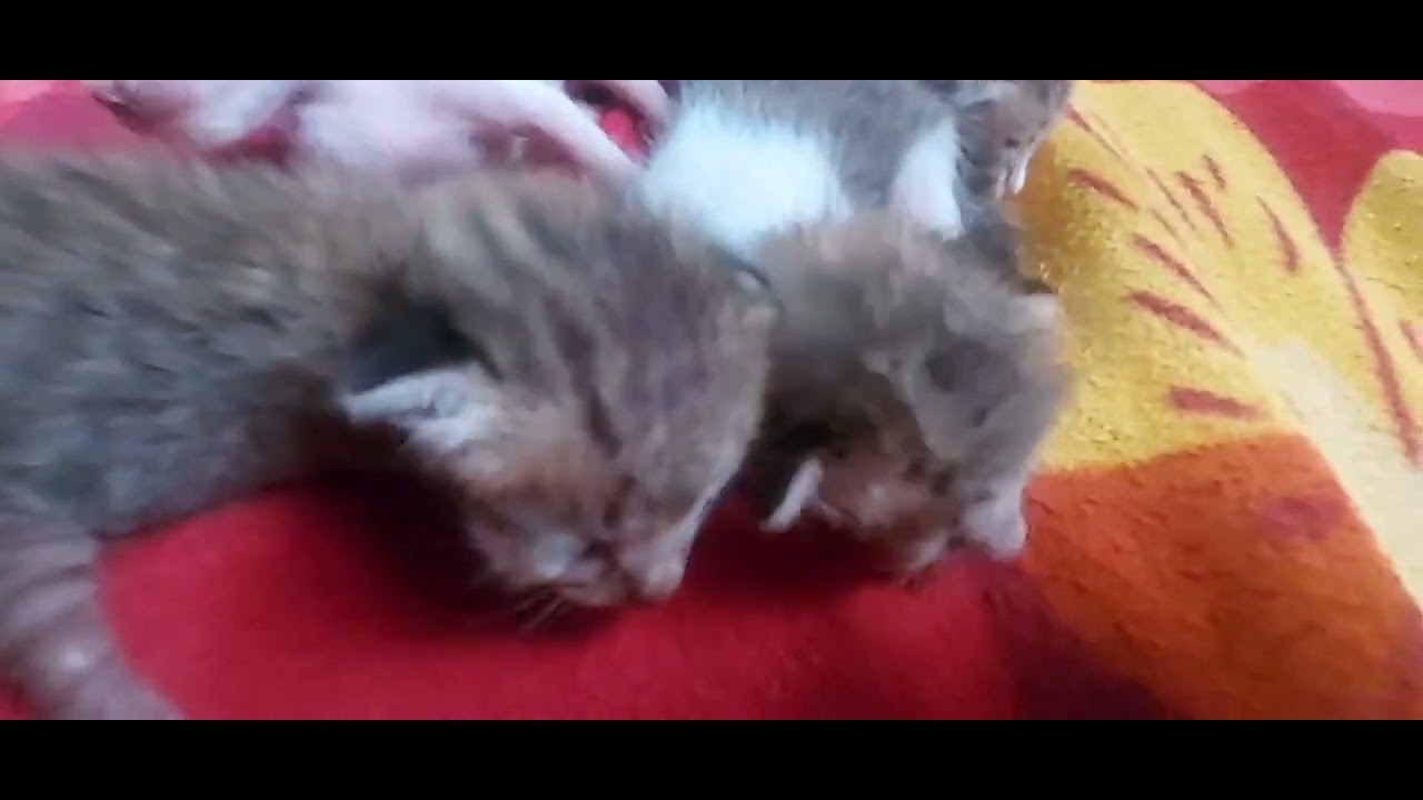 Four Baby Kitten - YouTube